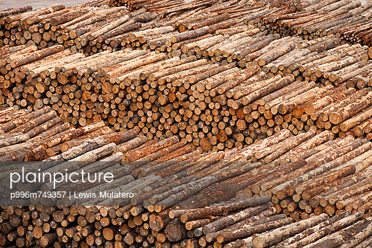 Rows Of Stacked Logs At Sustainable Commercial Logging Depot - Stock ...
