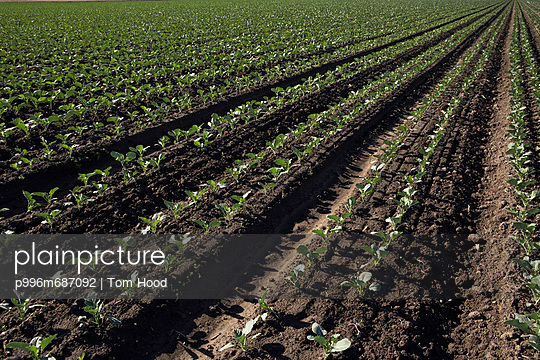 Crop rows Images - Search Images on Everypixel