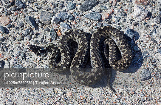 Close-up top view of a coiled adder snake - Stock Image - Everypixel