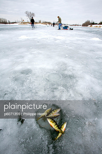 Yellow Perch (Perca flavescens) Caught Ice Fishing with Fishermen in ...