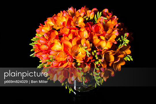 Close up of Orange Freesias Bouquet - Stock Image - Everypixel
