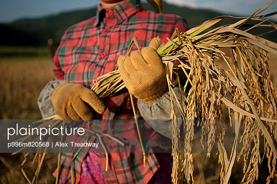 A woman harvests rice by hand with a sickle - Stock Image - Everypixel
