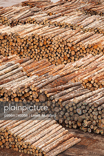 Rows Of Stacked Logs At Sustainable Commercial Logging Depot - Stock ...