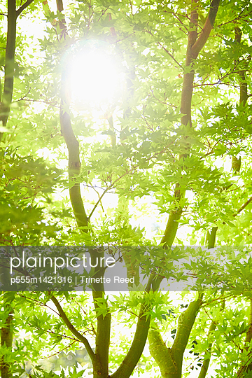 Sun shining through leaves on tree - Stock Image - Everypixel