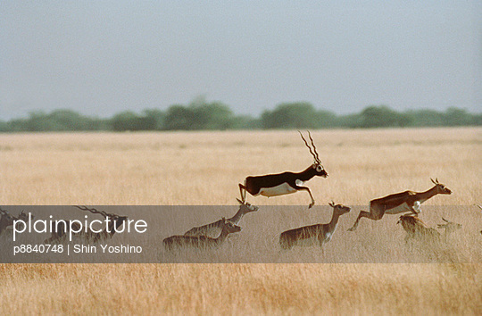 Blackbuck herd running and jumping - Stock Image - Everypixel