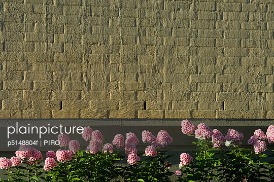 Pink flower and brick wall, Sweden - Stock Image - Everypixel