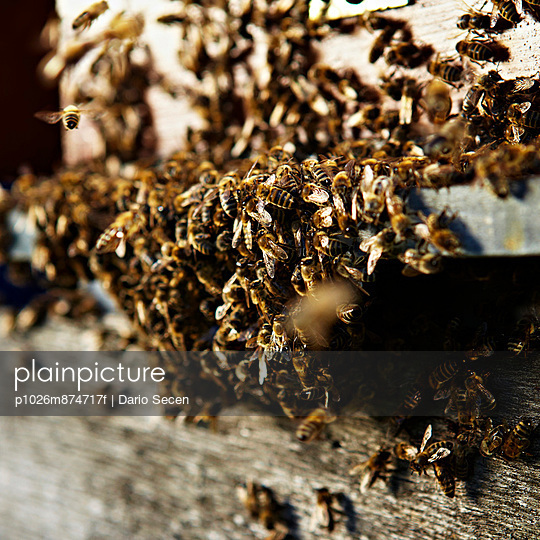 Beehive - Stock Image - Everypixel