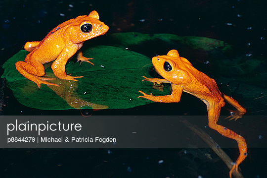 Golden Toad males - Stock Image - Everypixel