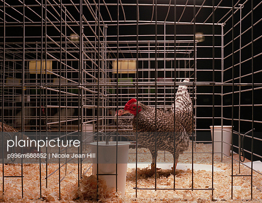 Chicken In Cage At Poultry Fair - Stock Image - Everypixel