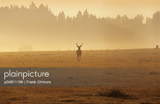 DEER AT DAWN. - Stock Image - Everypixel
