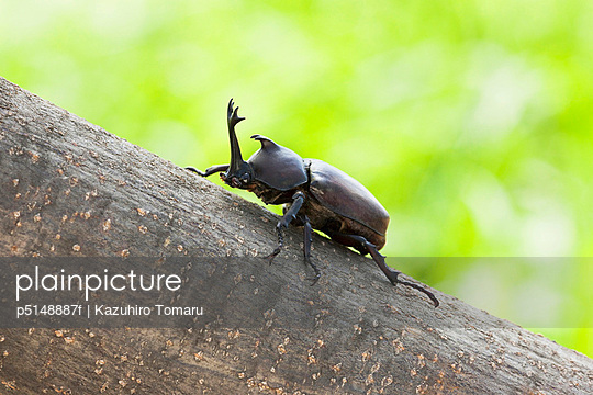 Beetle One Animal Climbing Tree Trunk Close-up - Stock Image - Everypixel