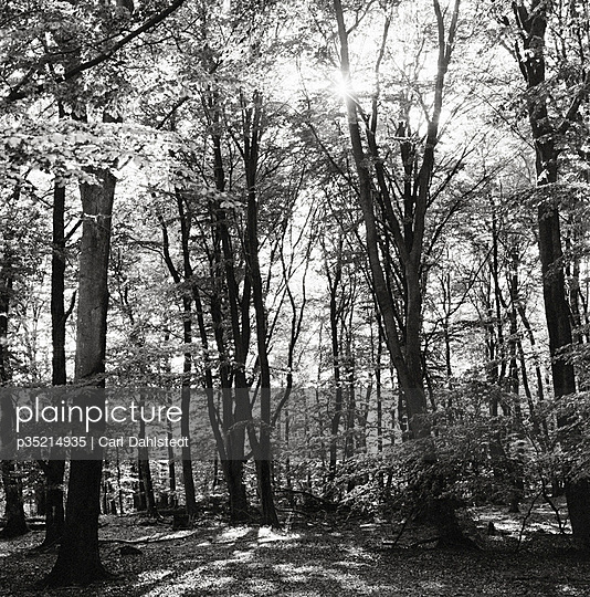 Beech - Stock Image - Everypixel