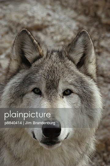 Timber Wolf portrait - Stock Image - Everypixel