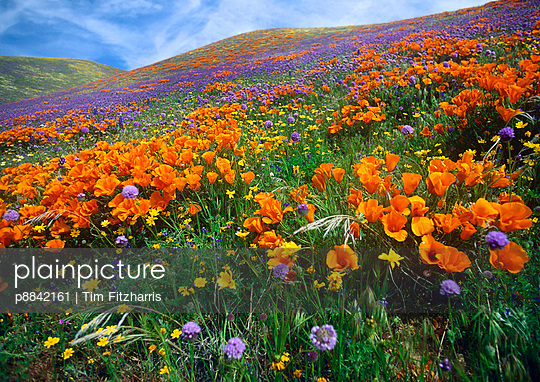 Wildflowers On Hillside Sage Hill Wildflowers | Jack Elliott's Santa
