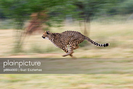 Cheetah running - Stock Image - Everypixel