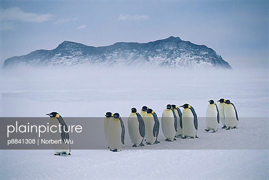 Emperor Penguin group seeking rookery - Stock Image - Everypixel