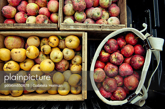 Crates and baskets of apples packed in the back of a pickup truck ...