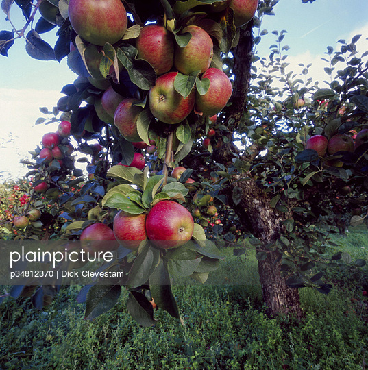Apple, plantation in Kivik Osterlen Skane Sweden - Stock Image - Everypixel