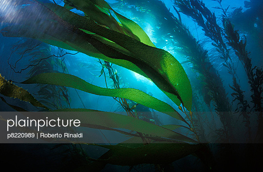 Giant string kelp (Macrocystis augustifolia), Eaglehawk, Tasmania ...
