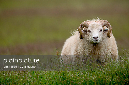 Domestic Sheep ram - Stock Image - Everypixel
