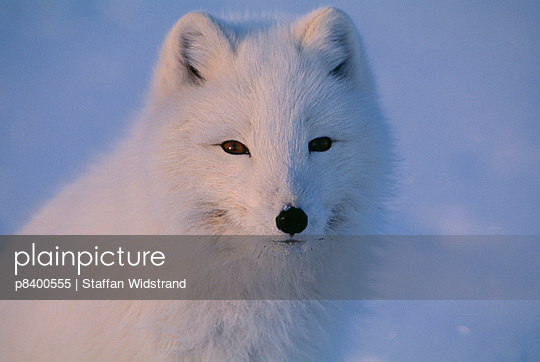 White fox Images - Search Images on Everypixel