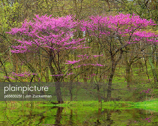 Trees in a Swamp - Stock Image - Everypixel
