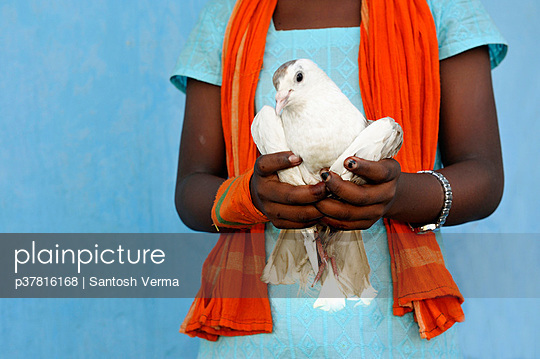 Pigeon held in hands - Stock Image - Everypixel