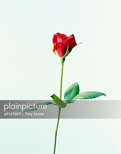 Rose single stem Images - Search Images on Everypixel