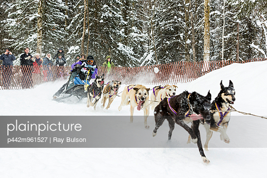 Musher Kevin Cook competing in the Fur Rendezvous World Sled Dog ...