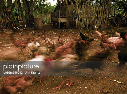 Movement Of Group Of Chickens & Roosters On Farm - Stock Image - Everypixel