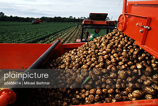 Potatoes being loaded in a truck - Stock Image - Everypixel