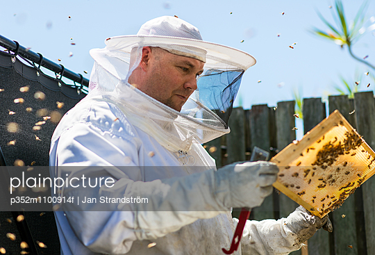 Australia, Queensland, Beekeeper inspecting honeycomb - Stock Image ...