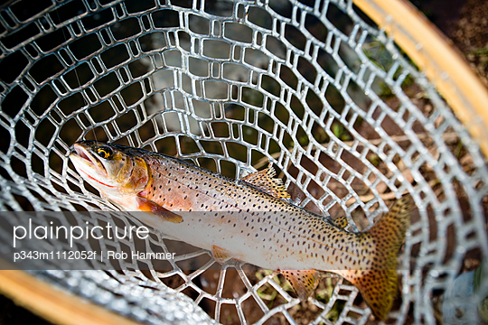 A brown trout in a fishing net - Stock Image - Everypixel